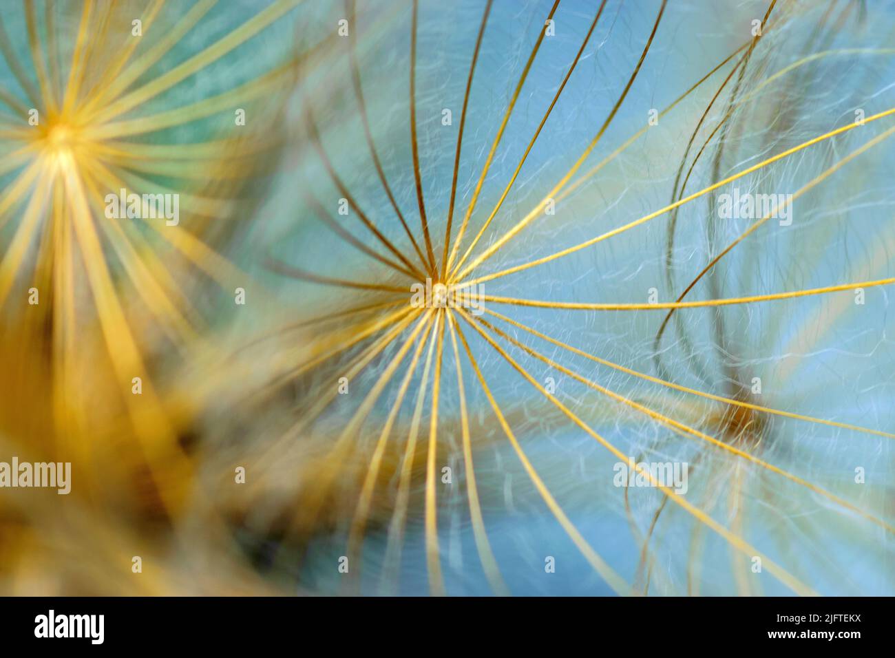 close-up of dandelion seeds on blurred background, airy and fluffy ...