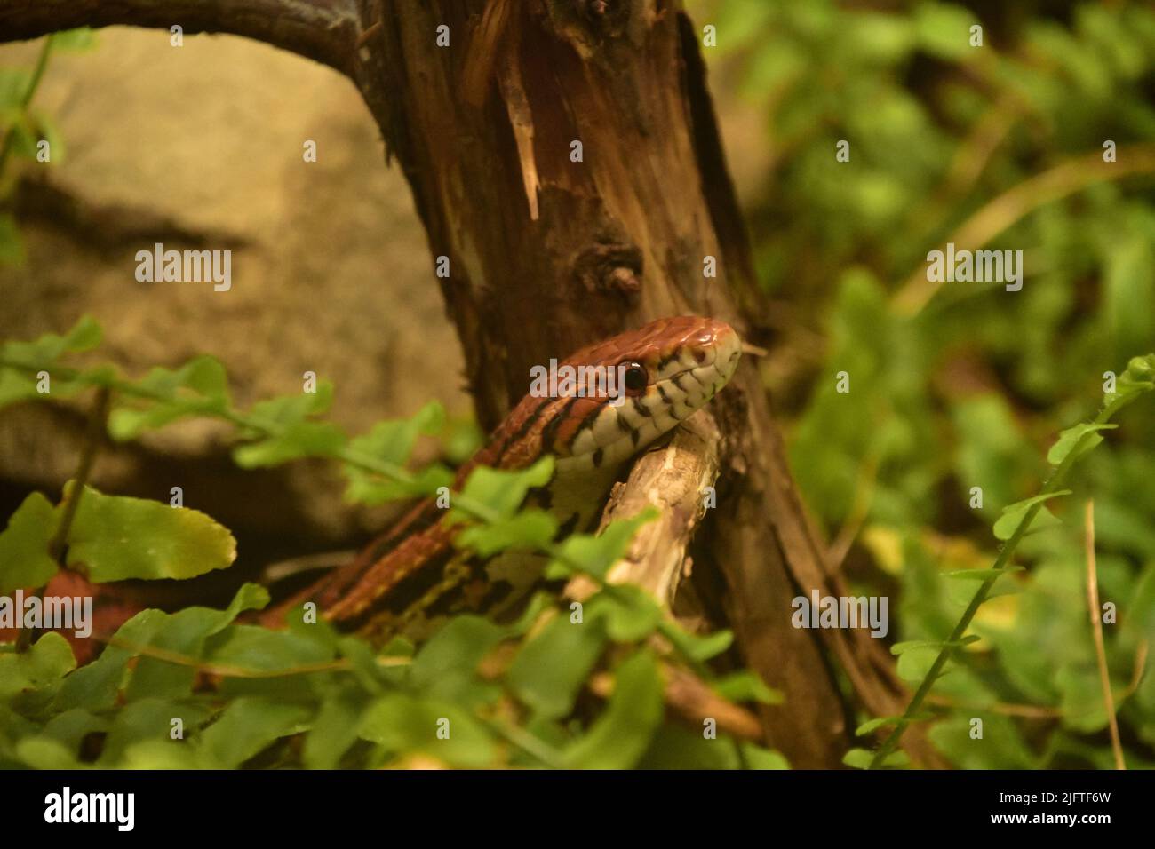 Wild eastern corn snake slithering over the top of a branch Stock Photo ...