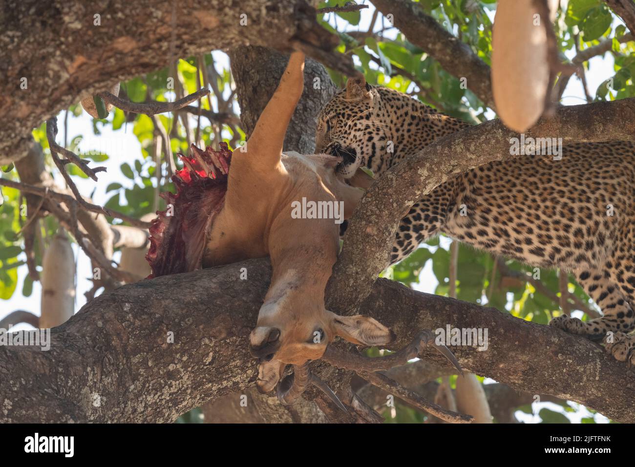 Zambia, South Luangwa National Park. African leopard (WILD: Panthera pardus pardus) with male ...