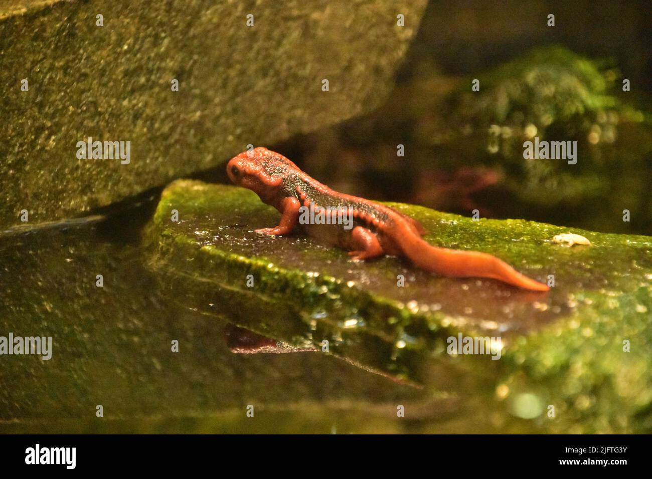 Emperor newt hi-res stock photography and images - Alamy