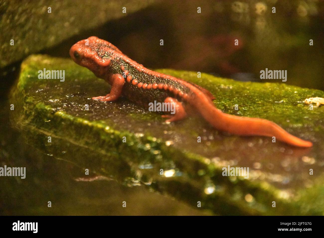 Red emperor newt on a large wet rock out cropping Stock Photo - Alamy