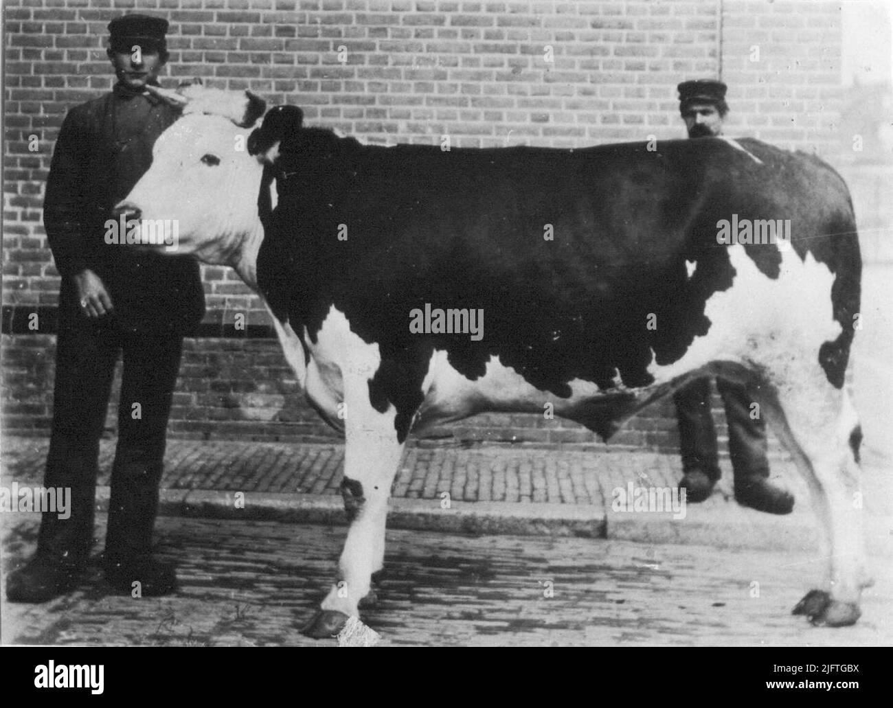 A bull standing outside the slaughterhouse Stock Photo - Alamy