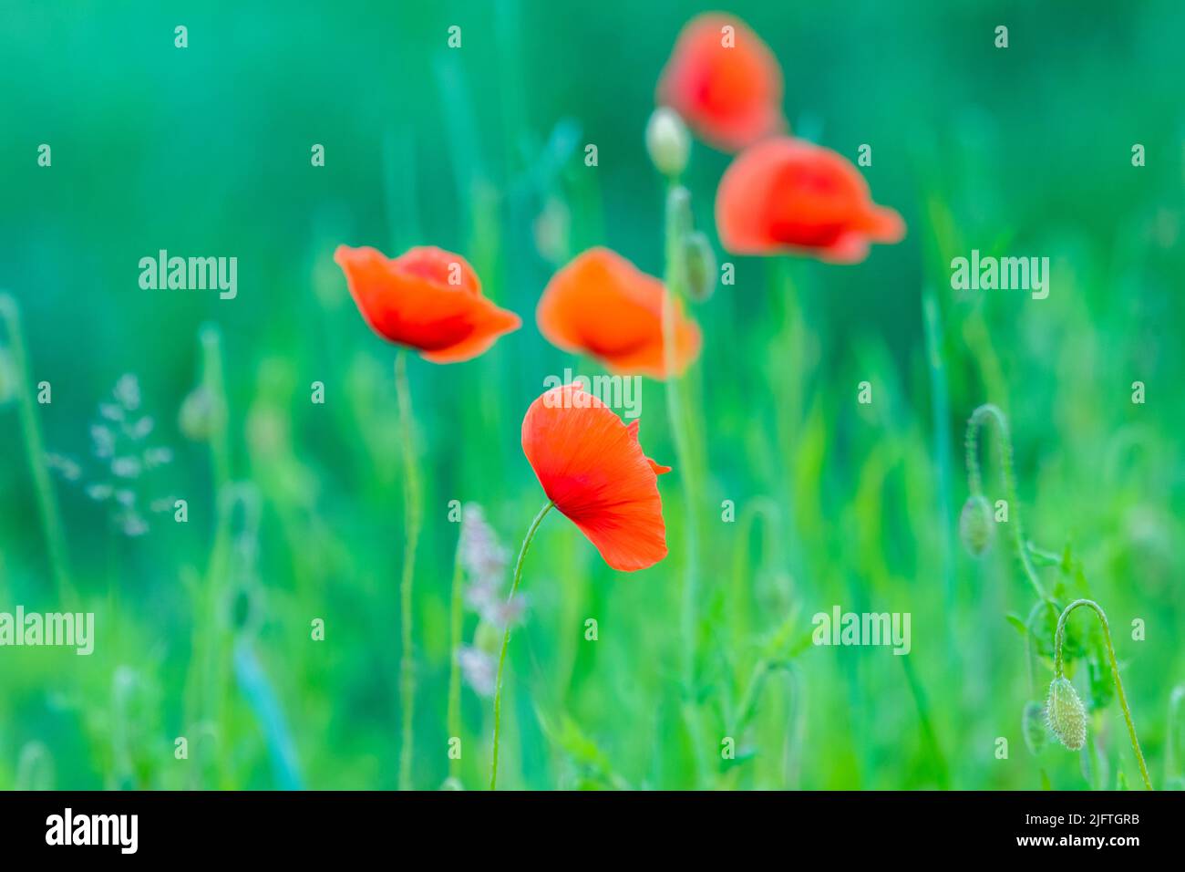 Flowers poppies blossom on wild field. Remembrance day concept ...