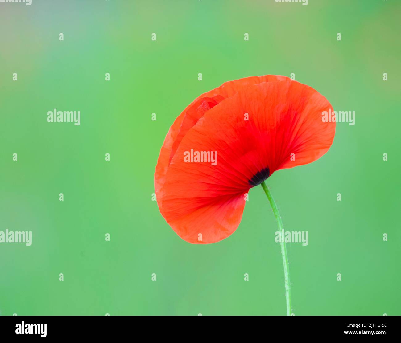 Flowers poppies blossom on wild field. Remembrance day concept ...