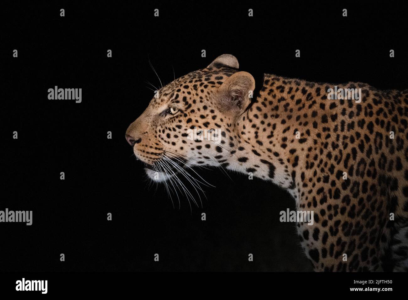 Zambia, South Luangwa National Park. Lone African leopard (WILD: Panthera pardus pardus) at ...