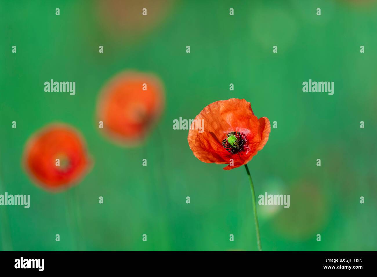 Flowers poppies blossom on wild field. Remembrance day concept ...