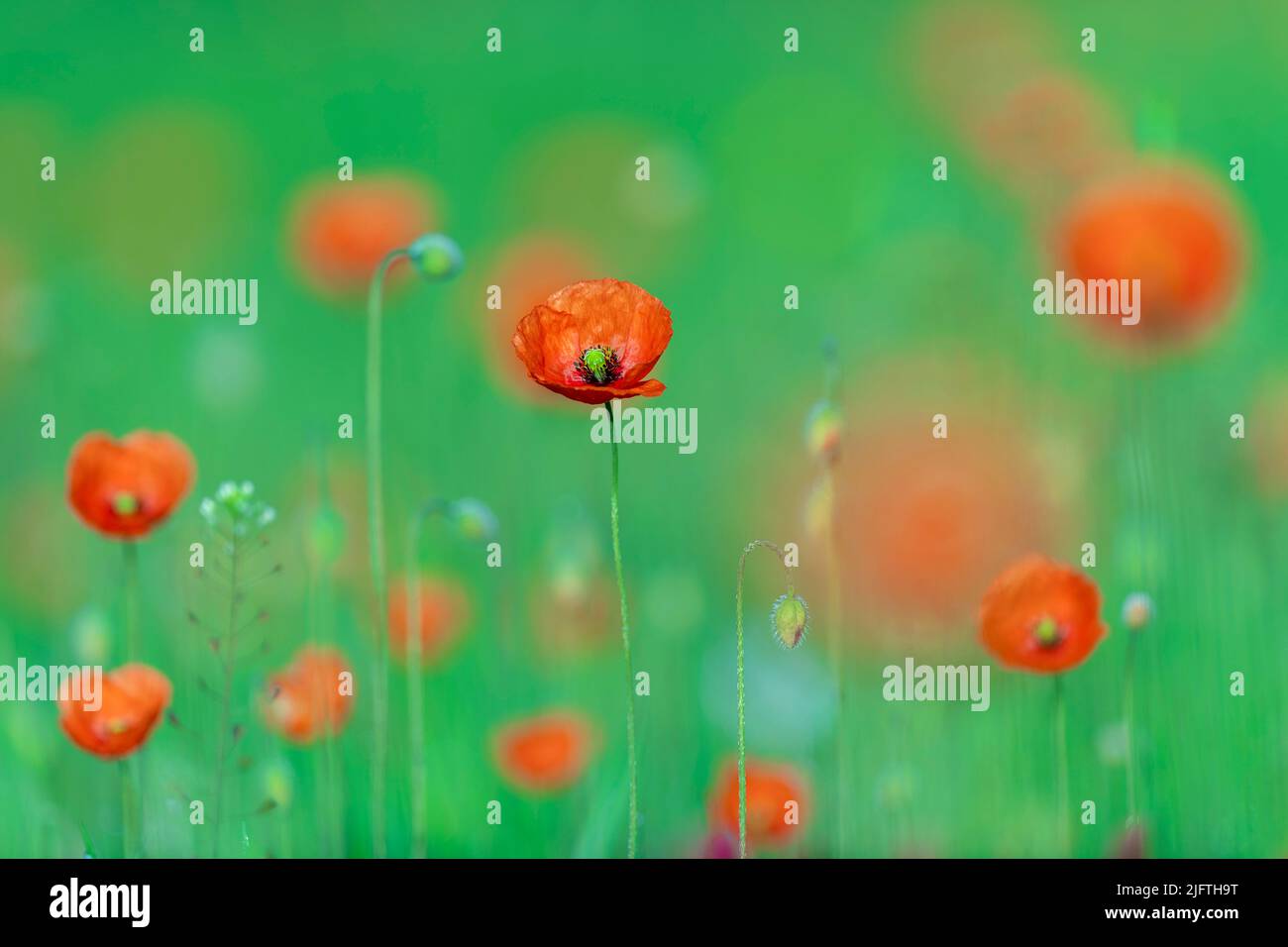 Flowers poppies blossom on wild field. Remembrance day concept. Horizontal remembrance day theme ...