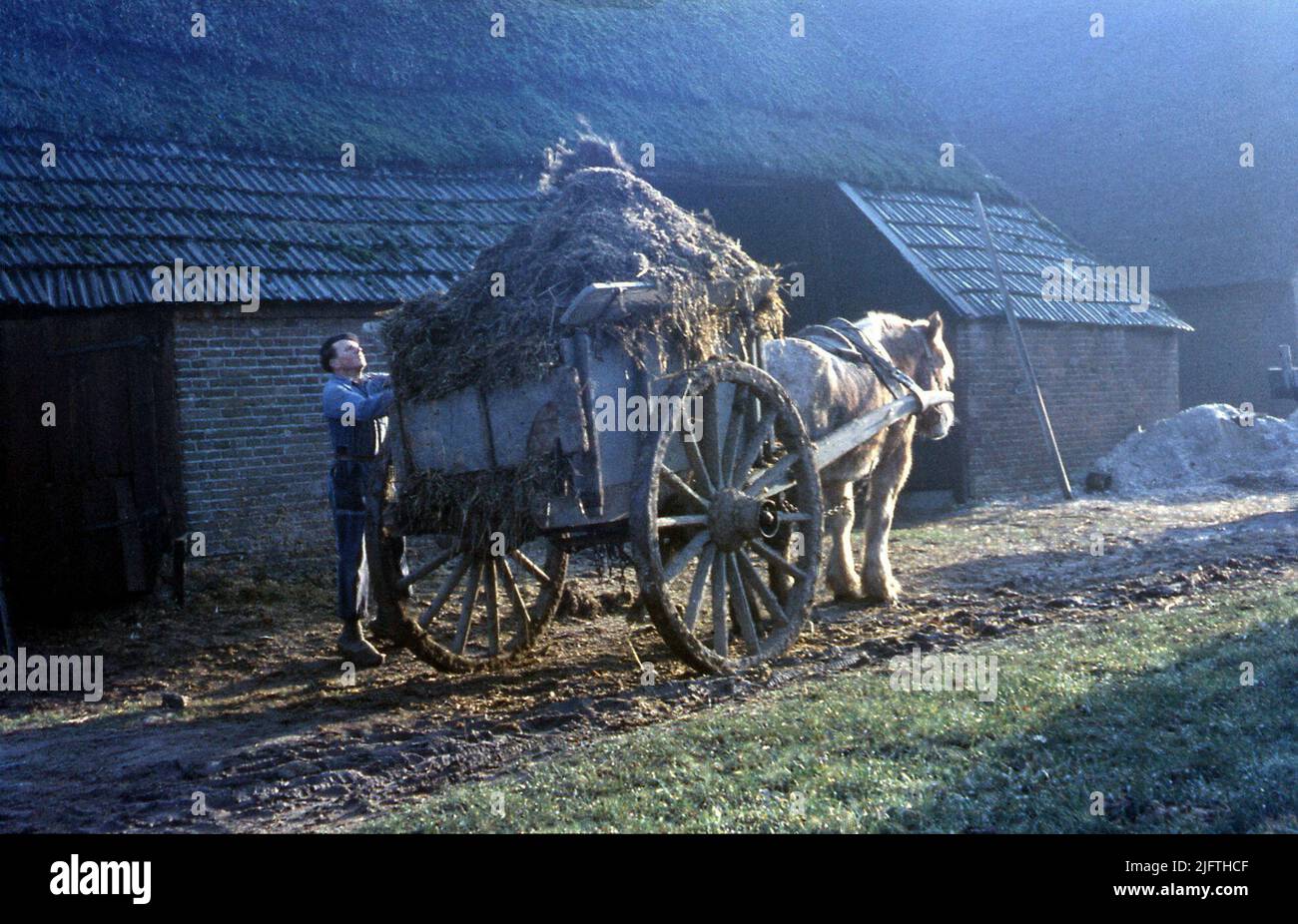 Transport of manure with cart and horse Stock Photo - Alamy