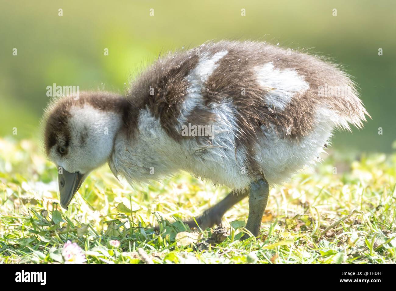 An Egyptian goose, a newborn baby bird in a park during the spring ...