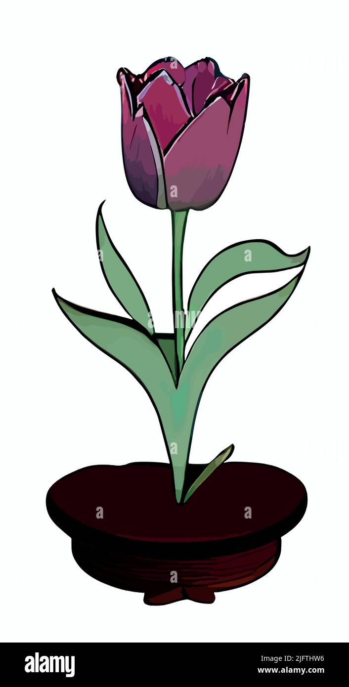 A purple tulip flower isolated on white vertical background. Floral ...