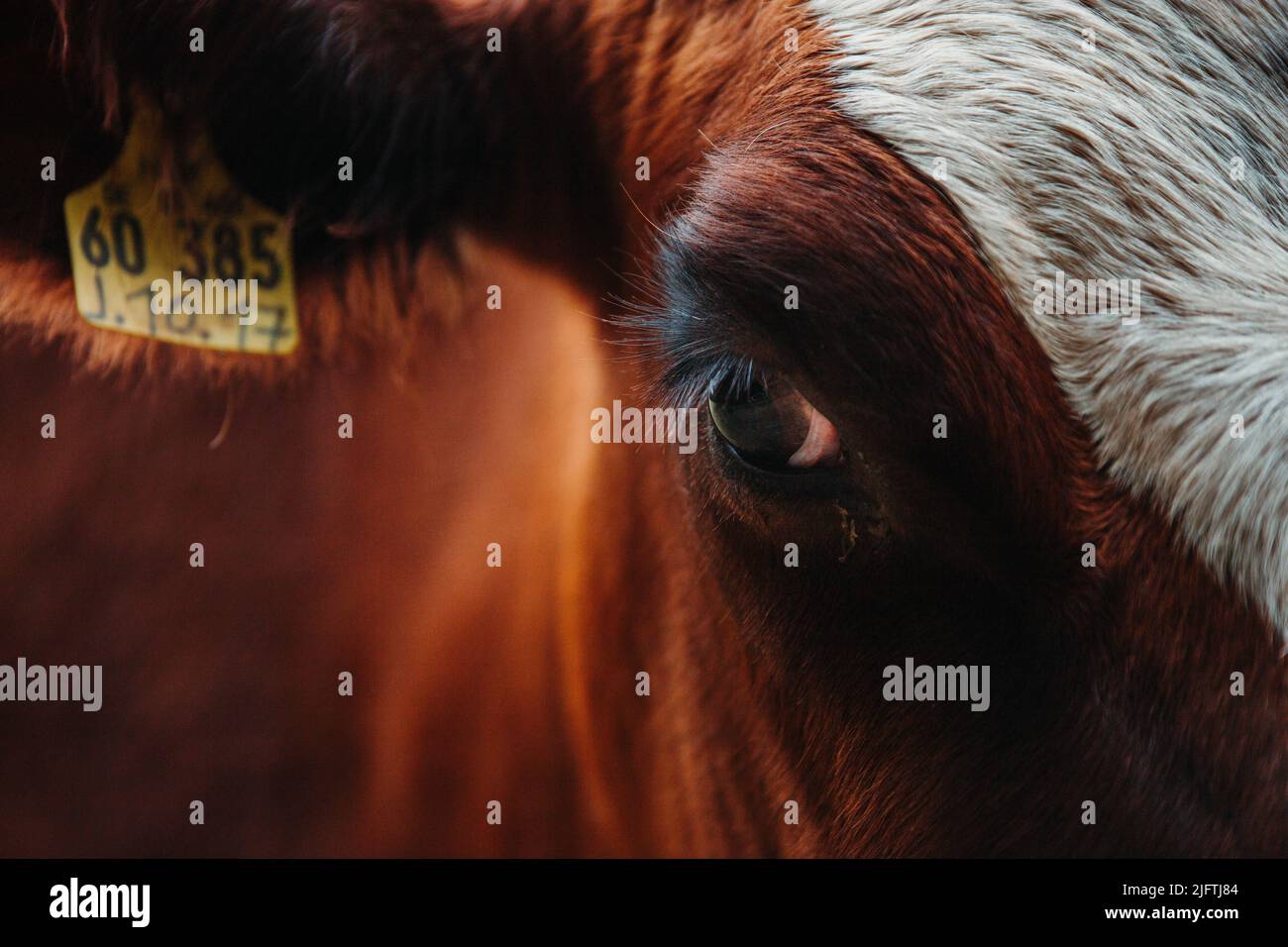 Cow eye hi-res stock photography and images - Alamy