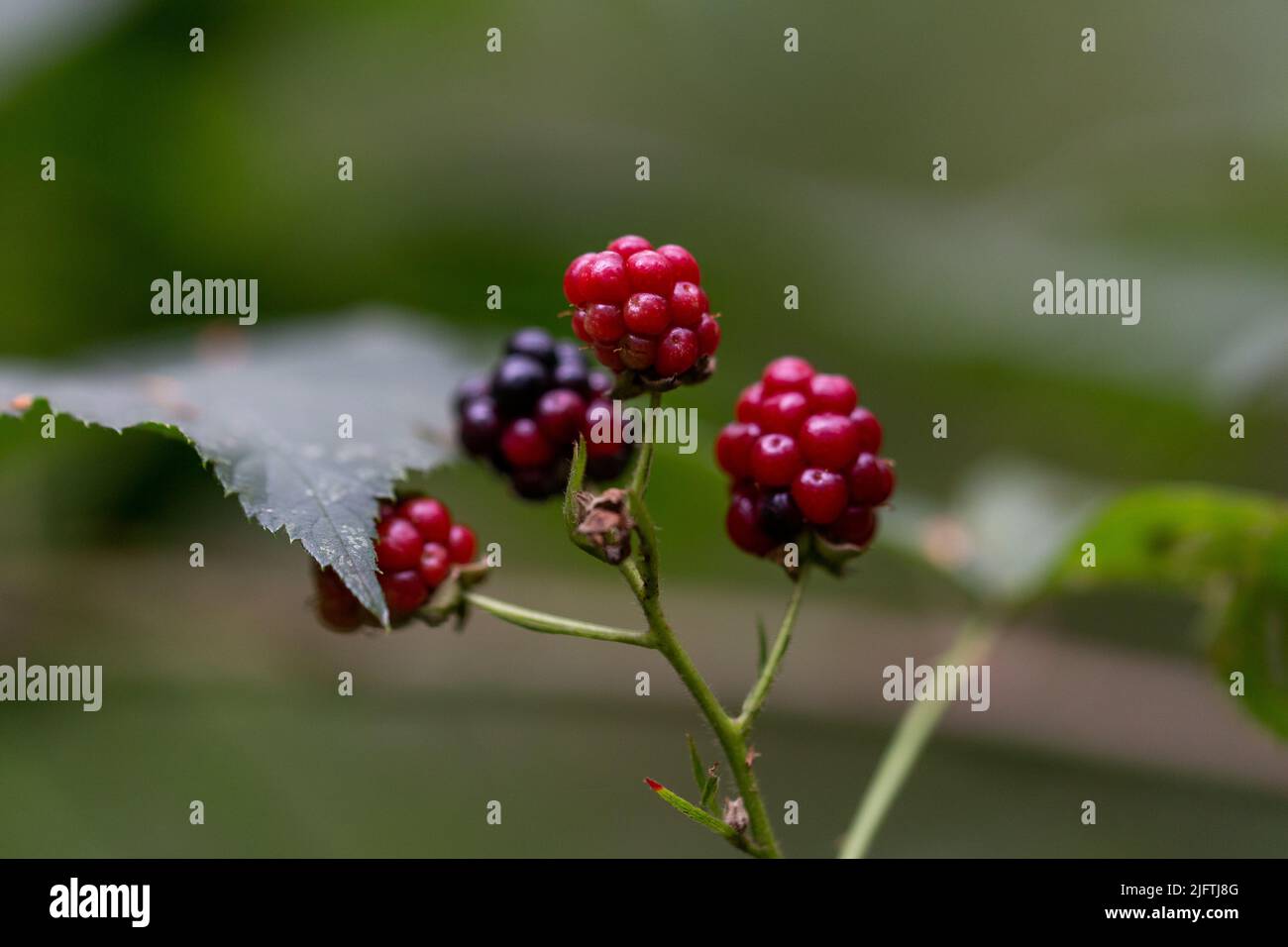 Macro of some wild berries Stock Photo - Alamy