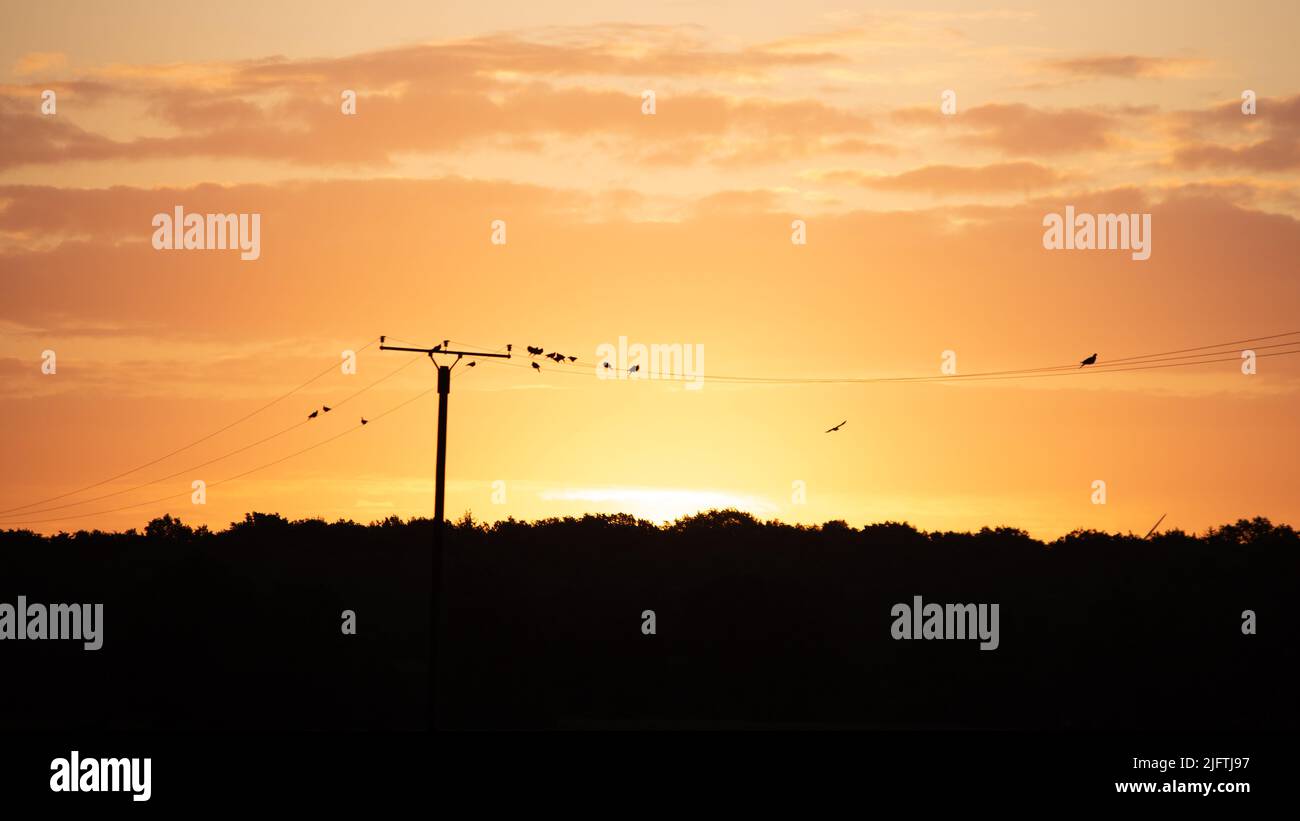 Birds on a power line at sunset Stock Photo - Alamy