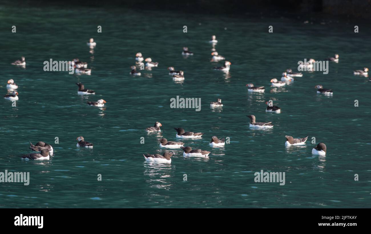 Raft of razobills and puffins, North Haven, Skomer, Wales, UK Stock ...