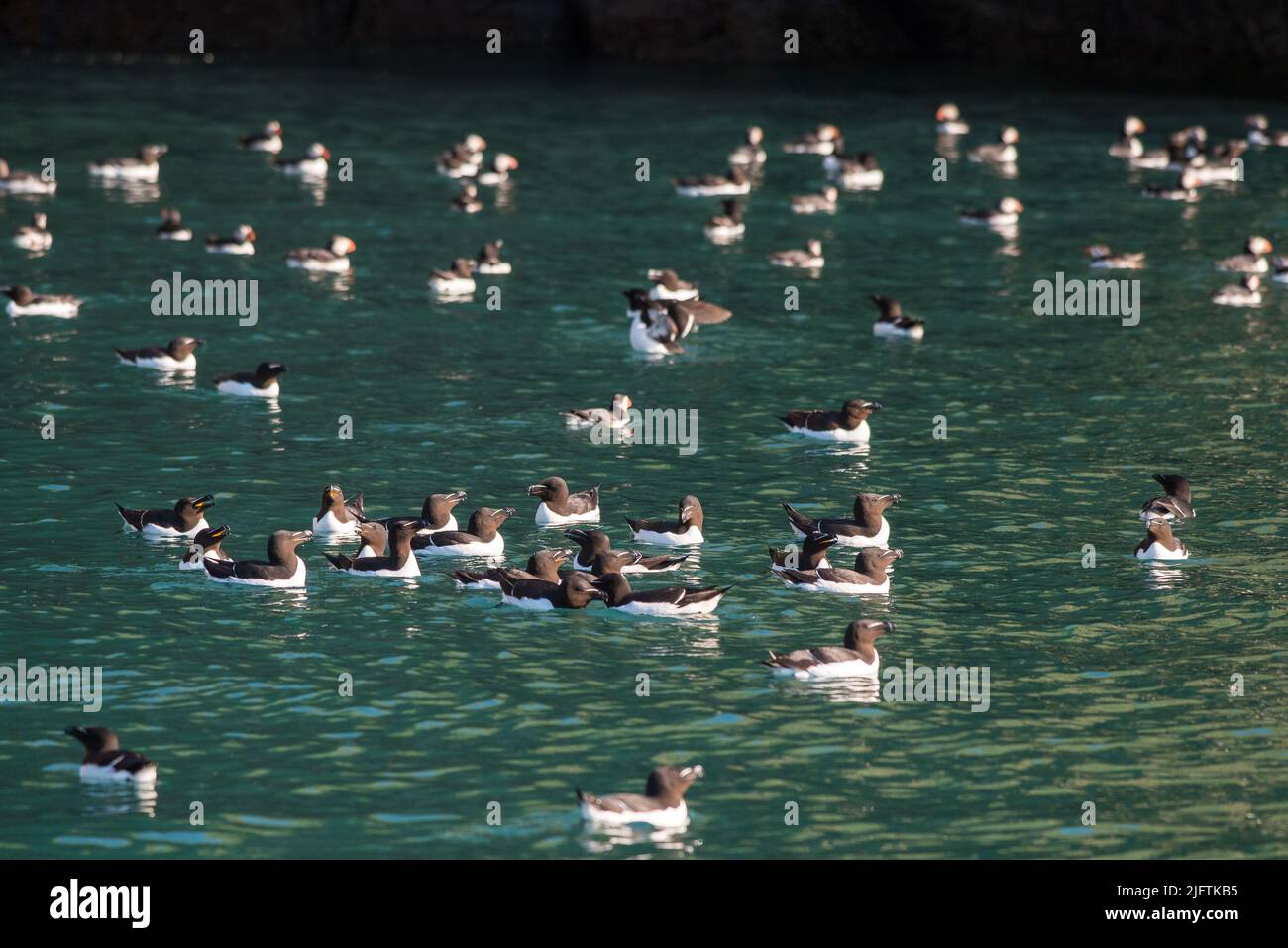 Raft of razobills and puffins, North Haven, Skomer, Wales, UK Stock ...