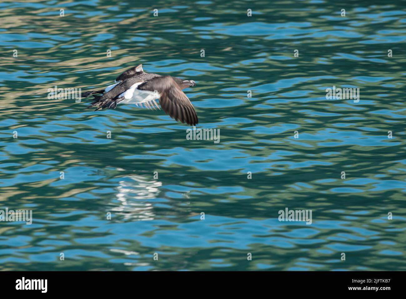 Razorbill (Alca torda) in flight at Skomer Island Stock Photo - Alamy