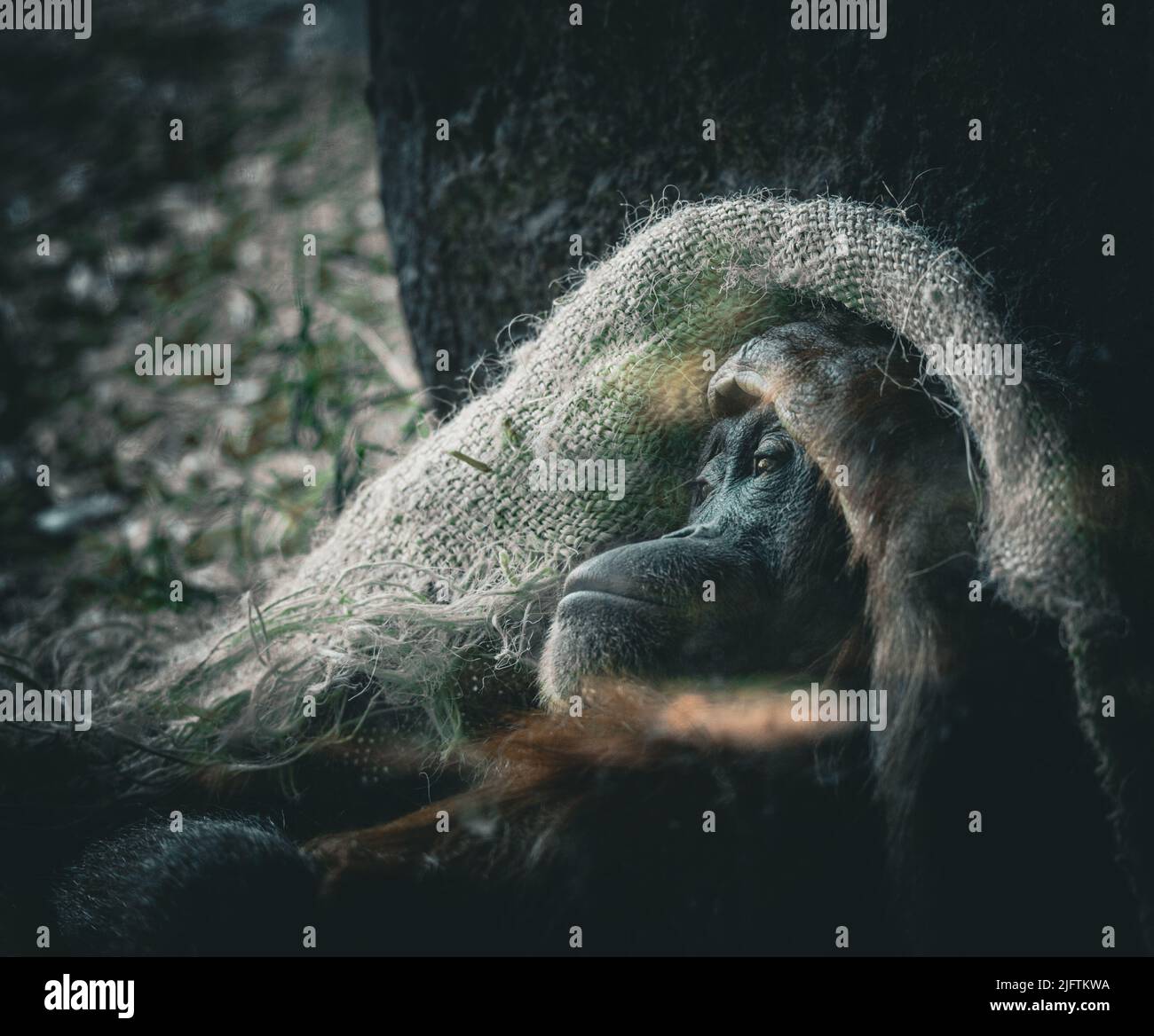 An adorable gorilla with the hand on the forehead Stock Photo - Alamy