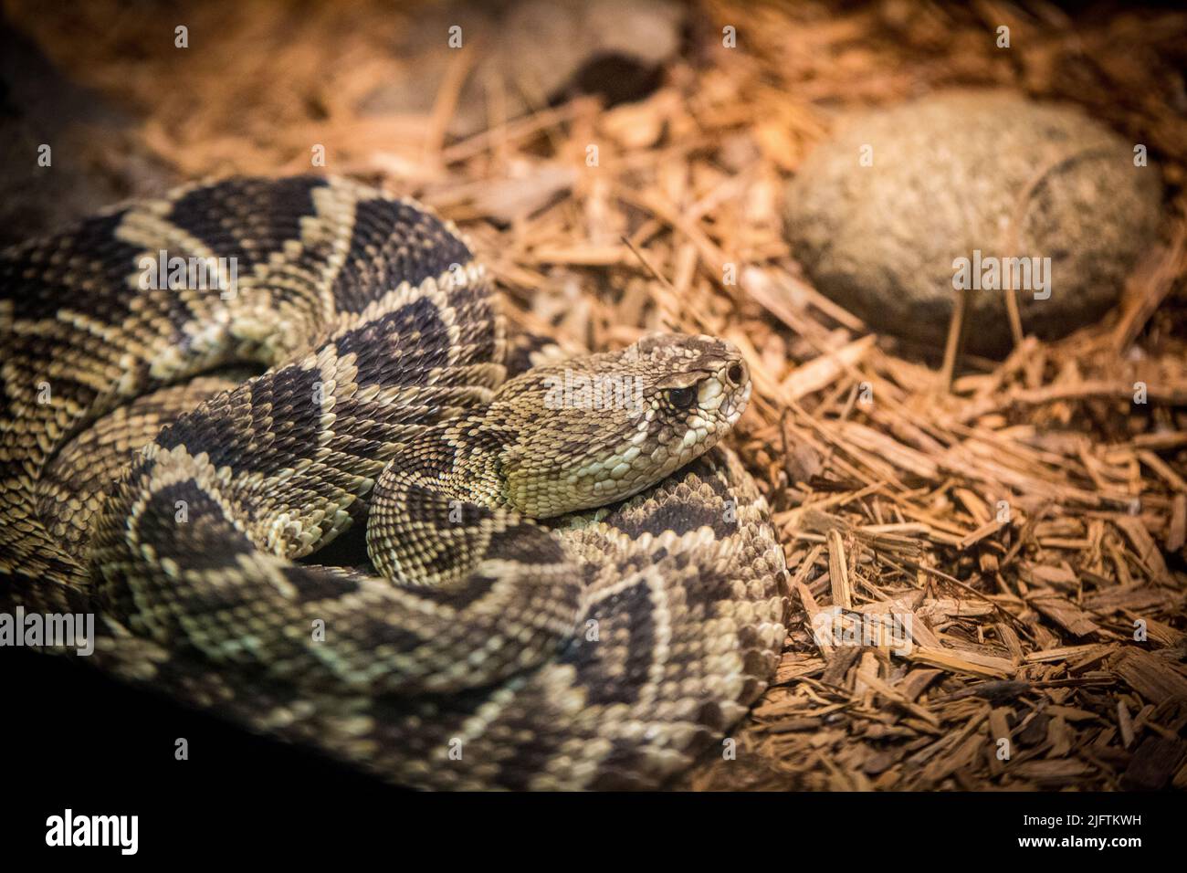 A closeup of Eastern diamondback rattlesnake in the zoo Stock Photo - Alamy
