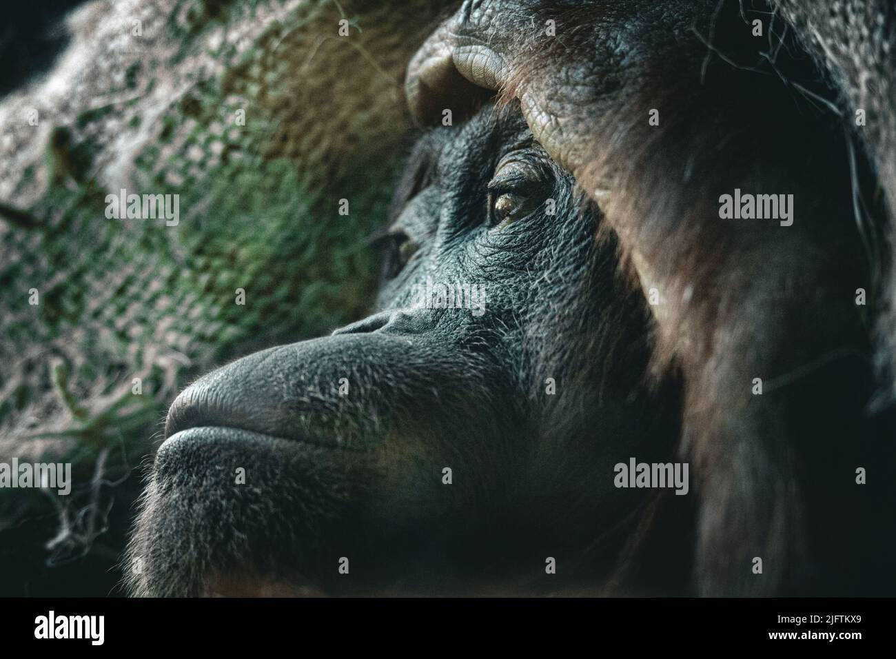 Large forehead hi-res stock photography and images - Alamy