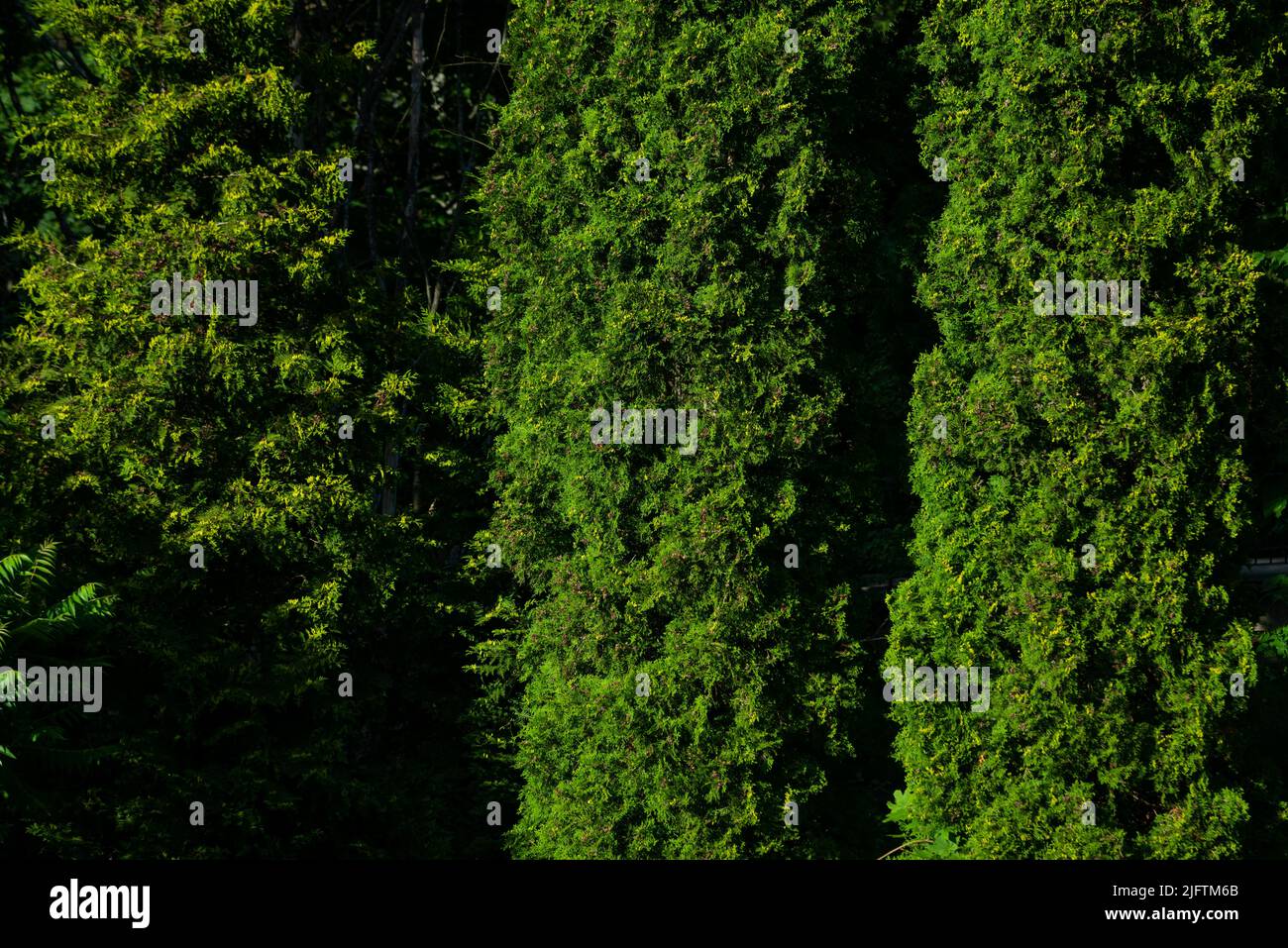 green tree textures and backgrounds - green garden and bushes Stock ...