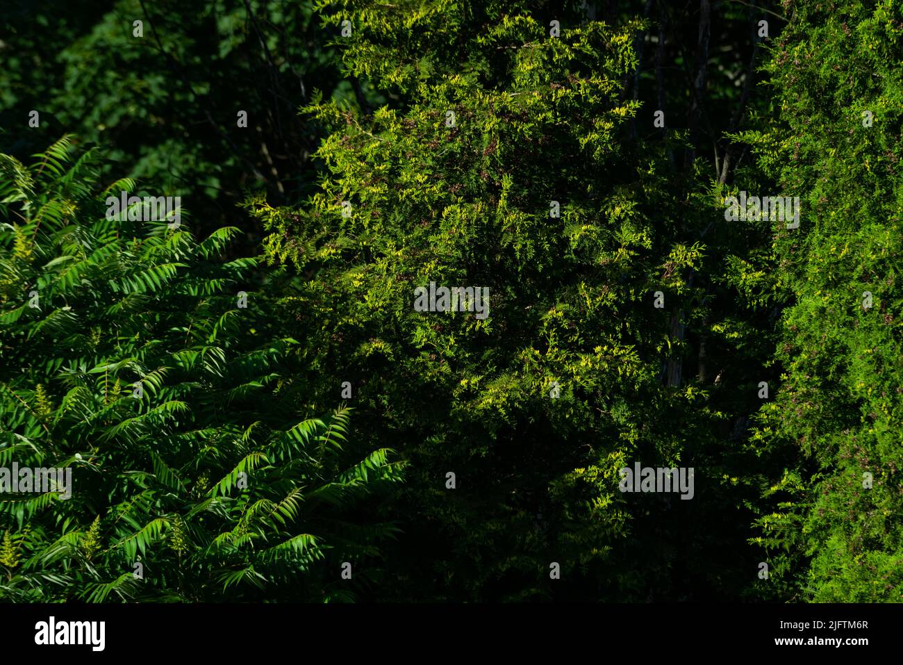 green tree textures and backgrounds - green garden and bushes Stock ...