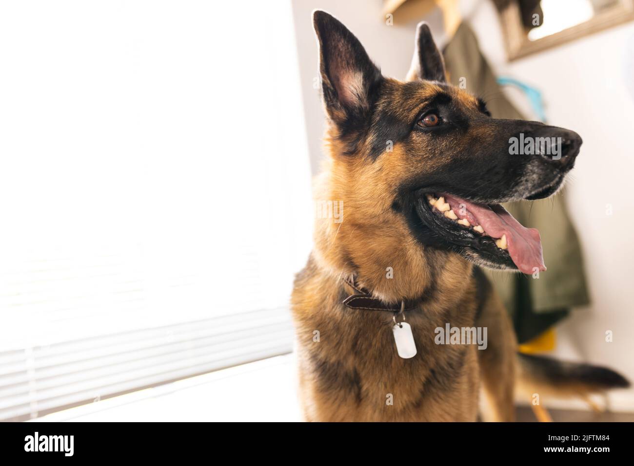 German shepherd looking away and panting while standing against window ...