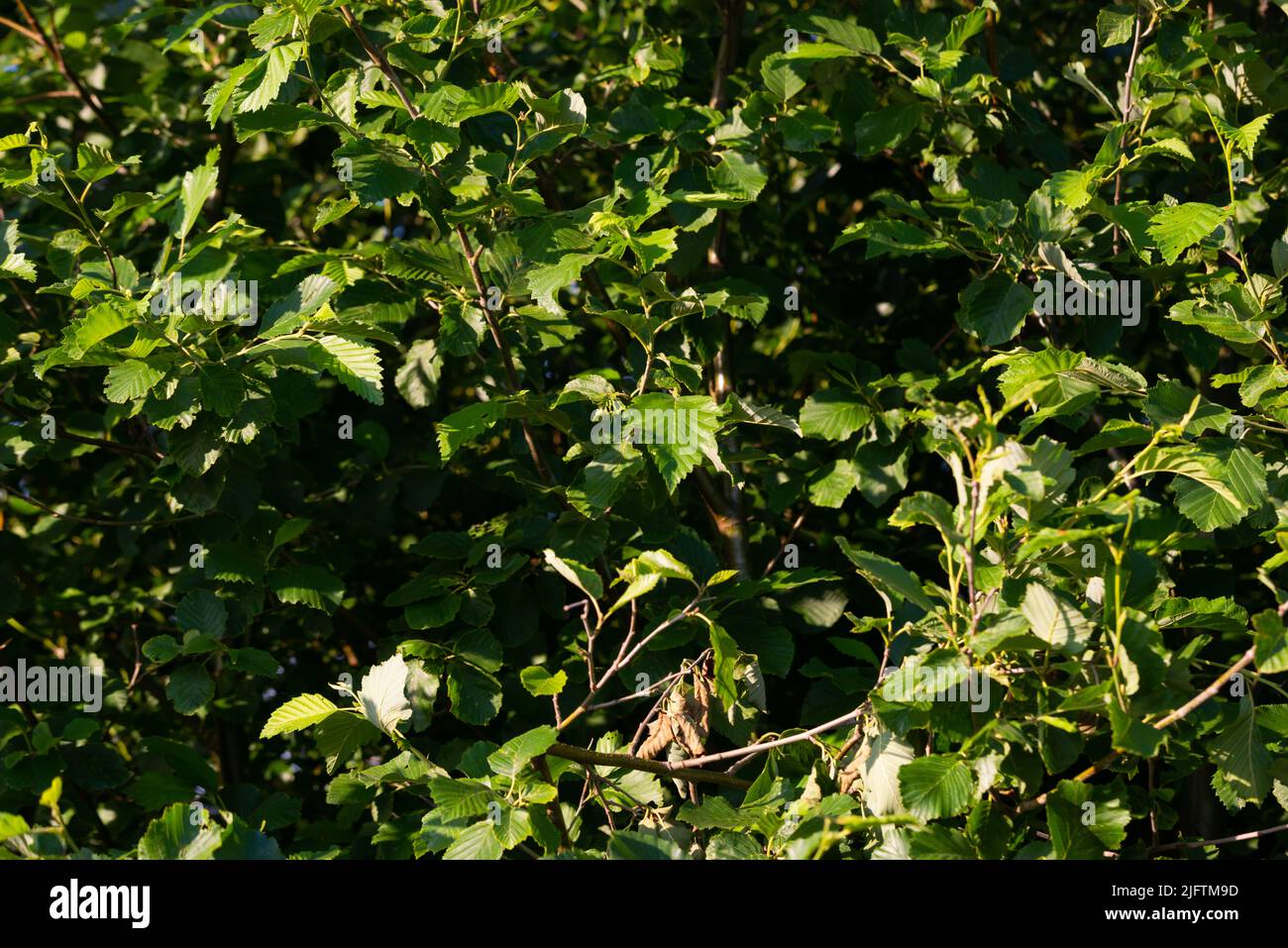 green tree textures and backgrounds - green garden and bushes Stock ...