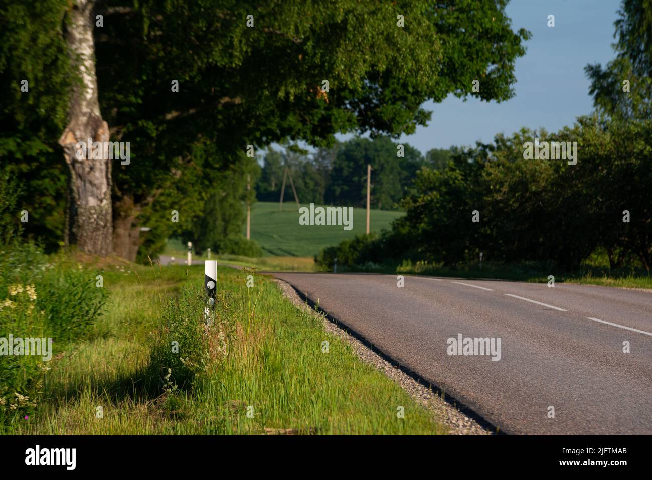 Beautiful paved country road under huge oak trees. Asphalt road bend ...