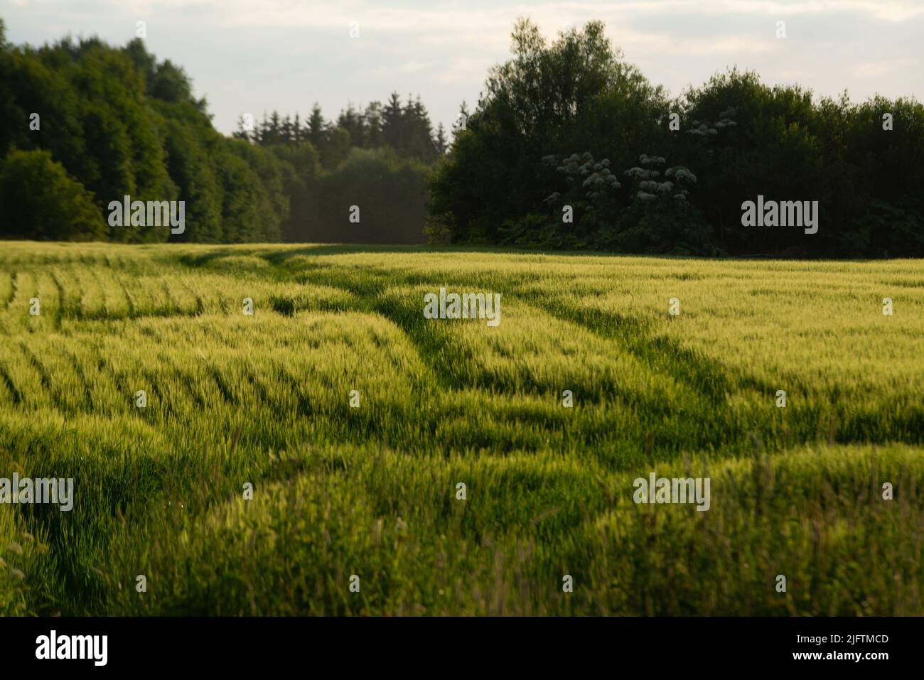 countryside fields in summer with forests in background and clouds ...