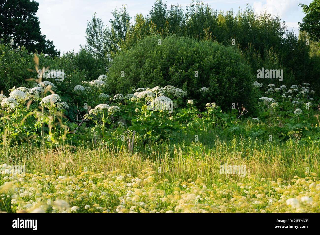 cow parsnip (Heracleum sosnowsky) field in bright sunset light in ...