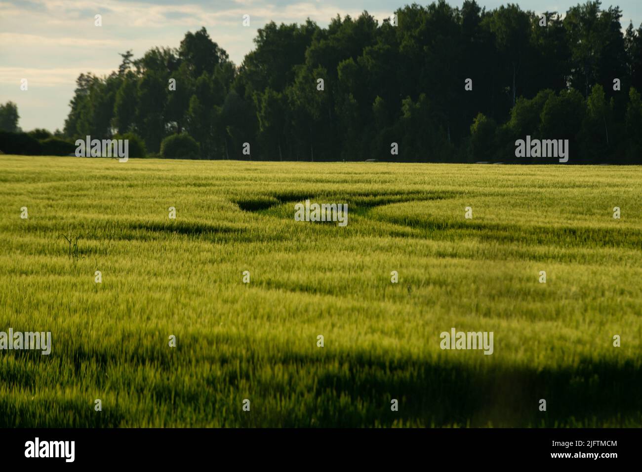 countryside fields in summer with forests in background and clouds ...