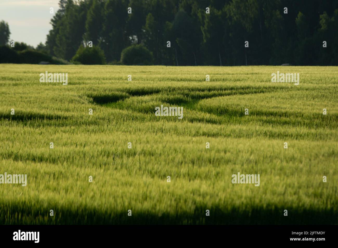 countryside fields in summer with forests in background and clouds ...