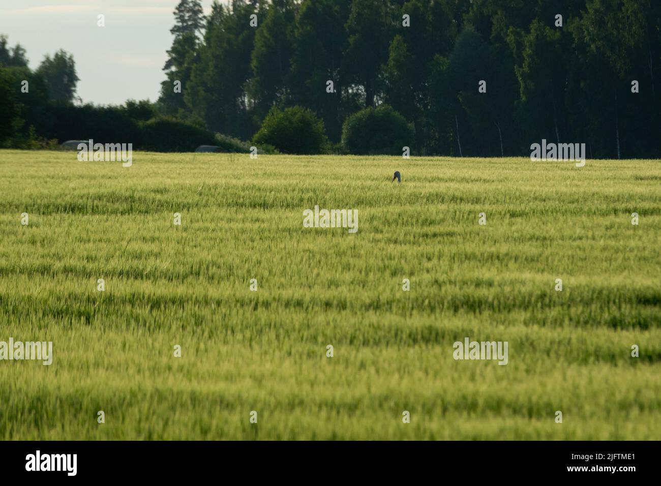 countryside fields in summer with forests in background and clouds ...