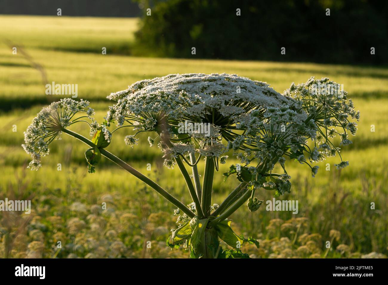 cow parsnip (Heracleum sosnowsky) field in bright sunset light in ...