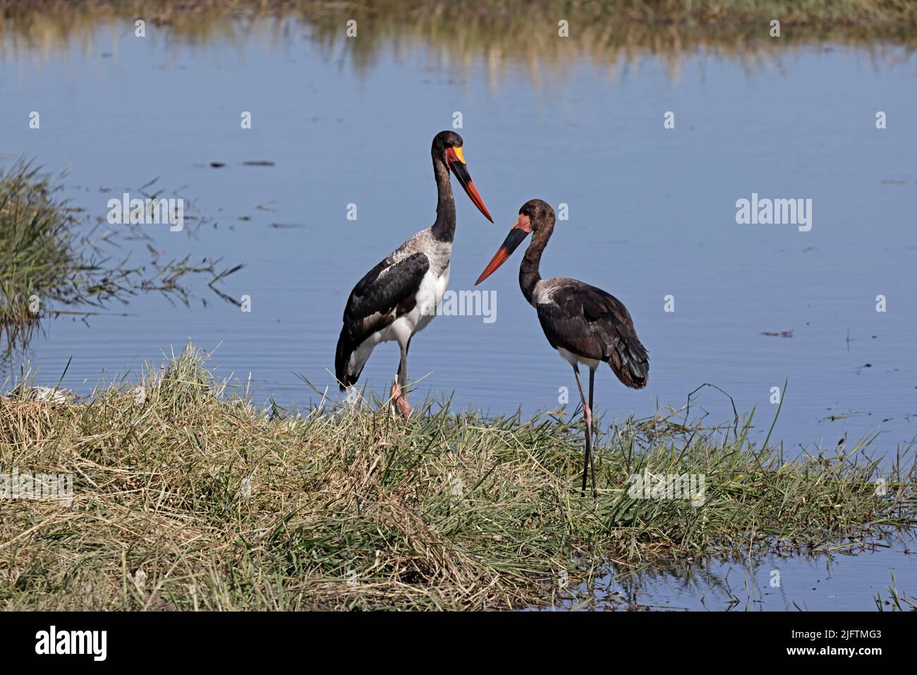 Saddle billed stork juvenile hi-res stock photography and images - Alamy