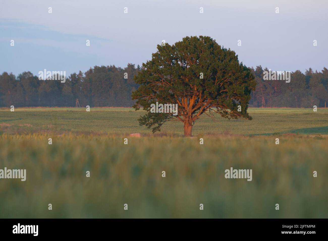 Lonely autumn oak tree hi-res stock photography and images - Alamy