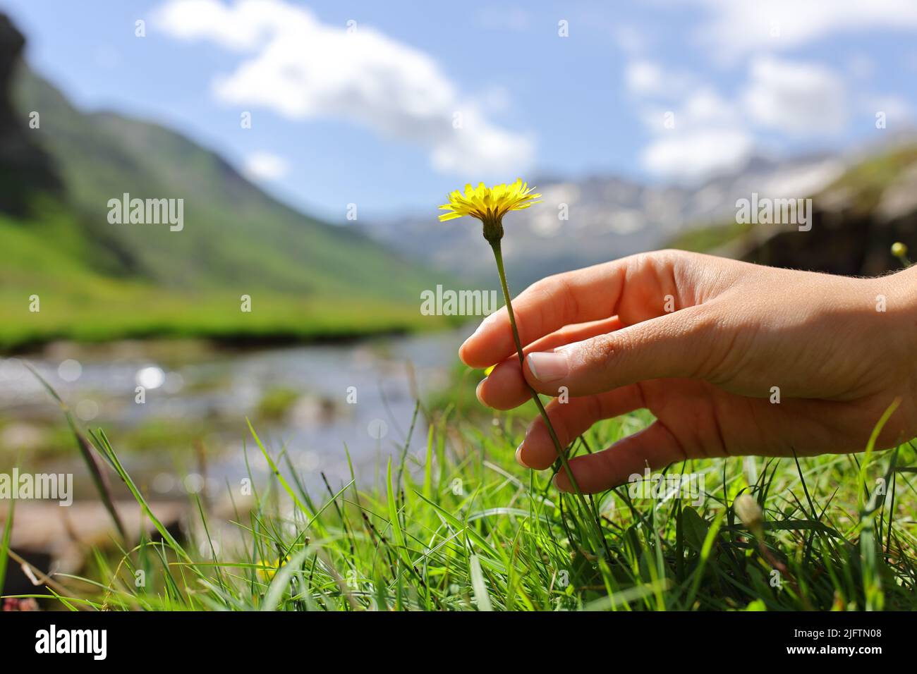 Woman hand touching flower hi-res stock photography and images - Alamy