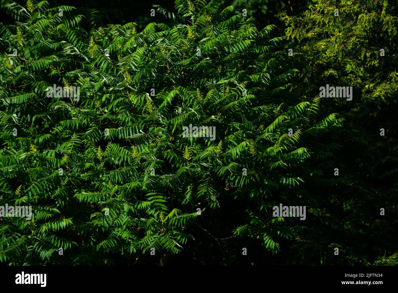 green tree textures and backgrounds - green garden and bushes Stock ...