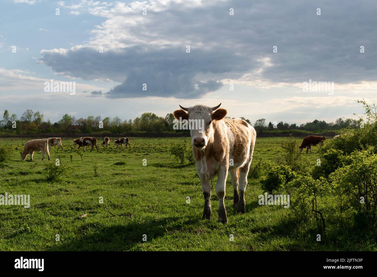 Cow stand in pasture and stare, dramatic light, cattle farming Stock ...