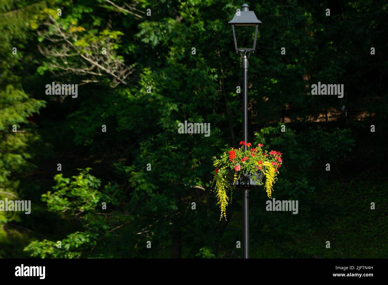 Colorful flower pots hanging from a metal lamp post Stock Photo - Alamy