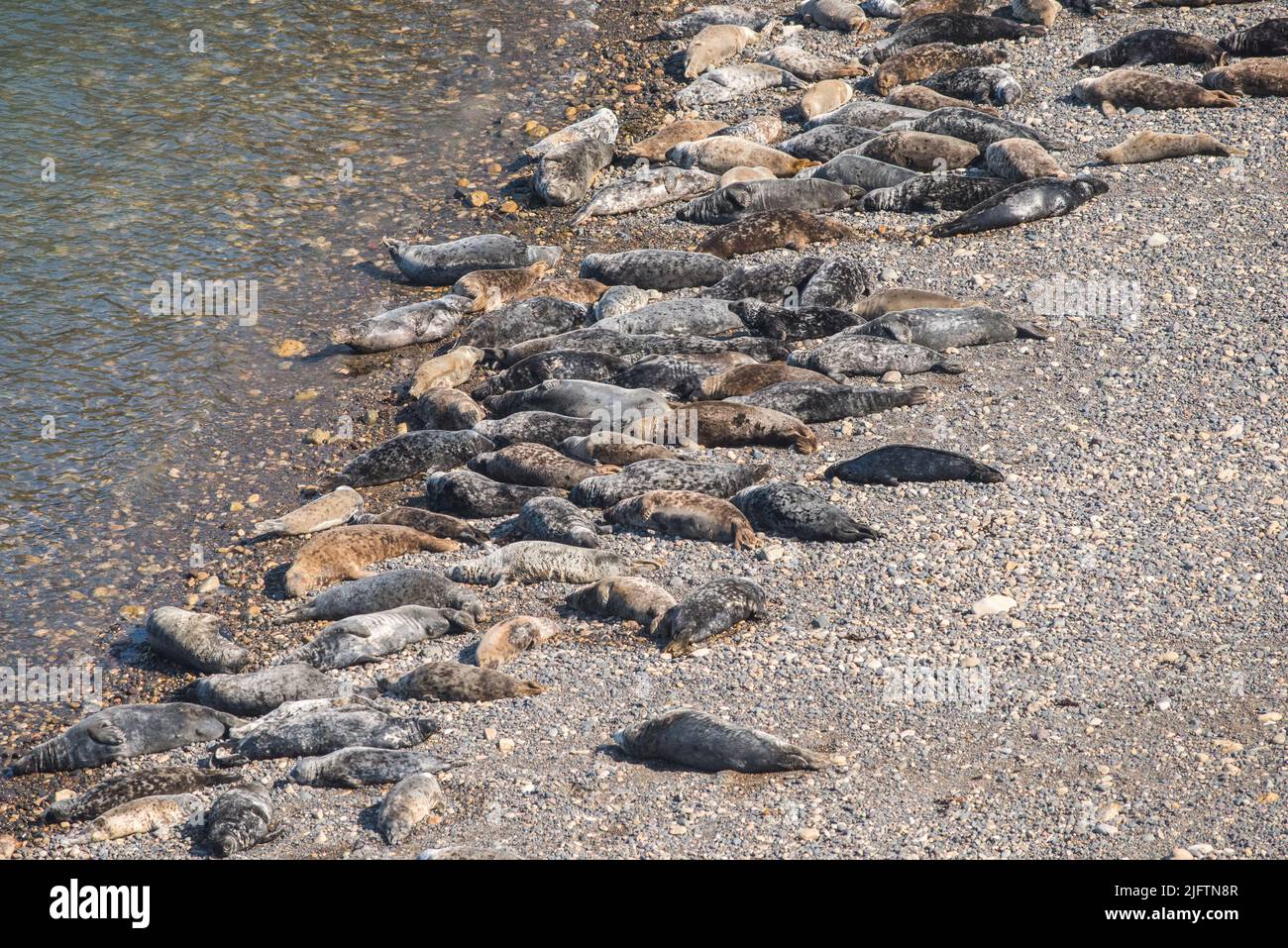 Atlantic grey seals (Halichoerus grypus) hauled out in April on North ...