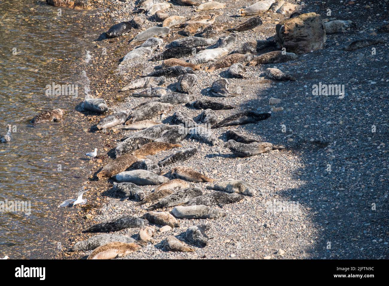 Atlantic grey seals (Halichoerus grypus) hauled out in April on North ...