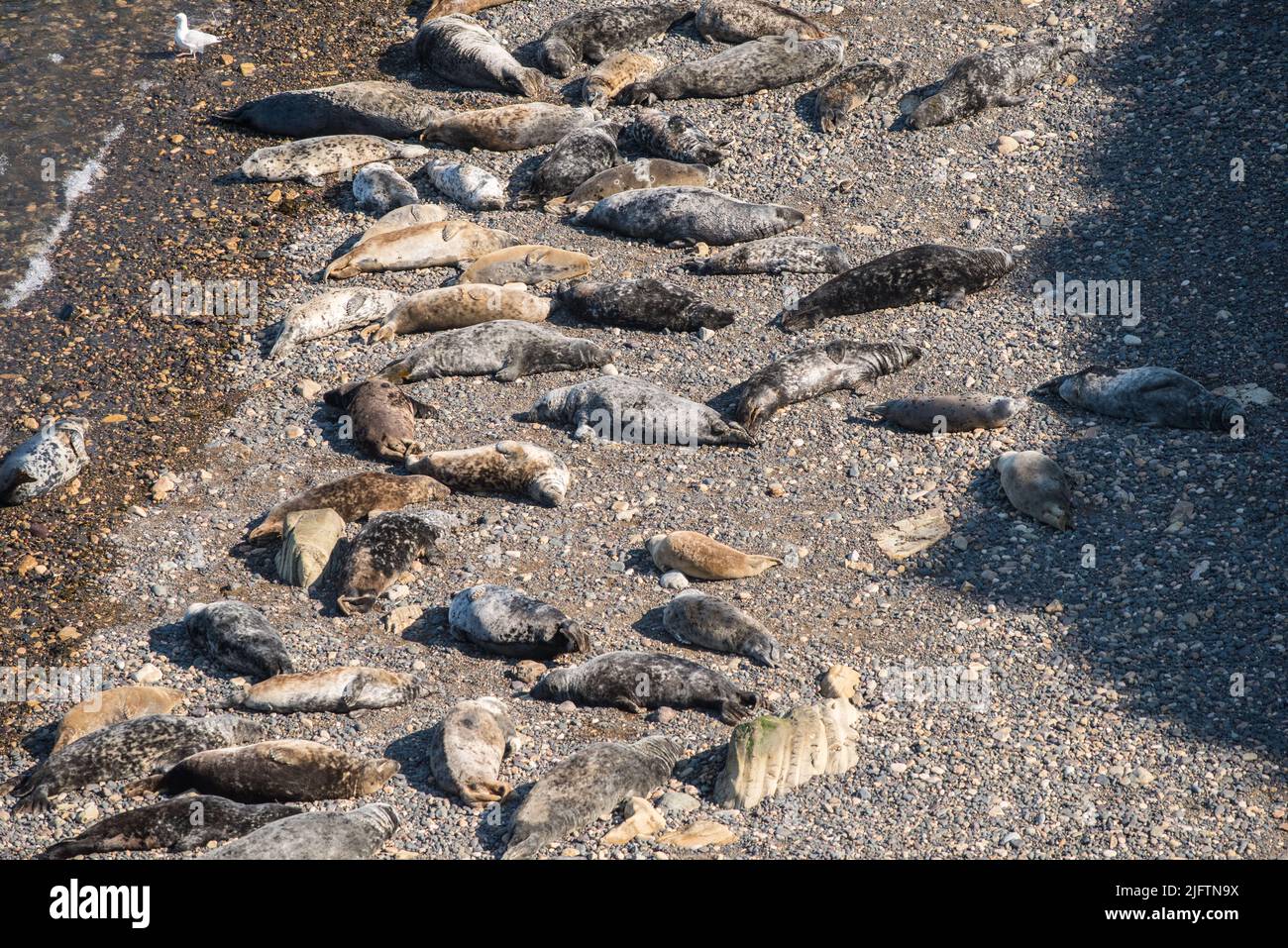 Atlantic grey seals (Halichoerus grypus) hauled out in April on North ...