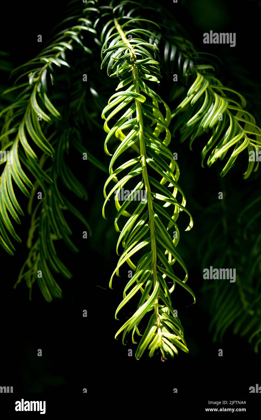 A vertical shot of a plant with pinnate leaves at the Japanese Garden ...