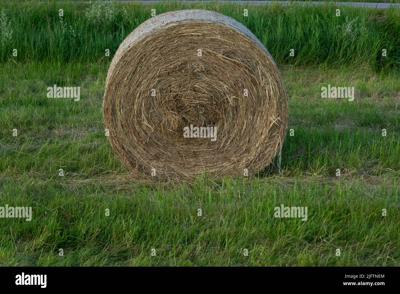 A haystack left in a field after harvesting grain crops. Harvesting ...