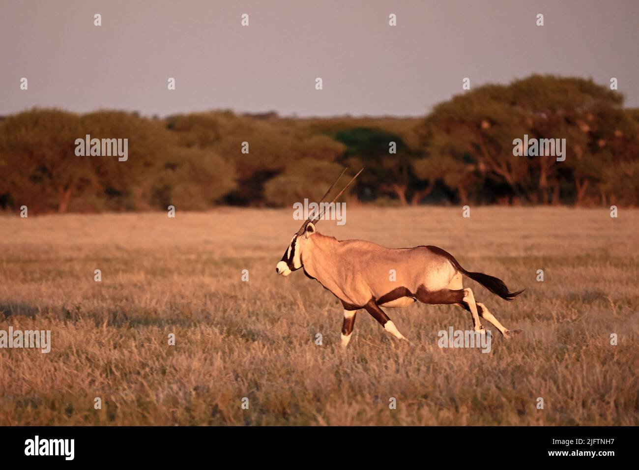 Southern oryx hi-res stock photography and images - Alamy