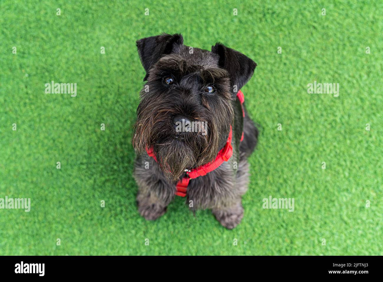 beautiful dog or dogs portrait in nature on a field with grass at ...