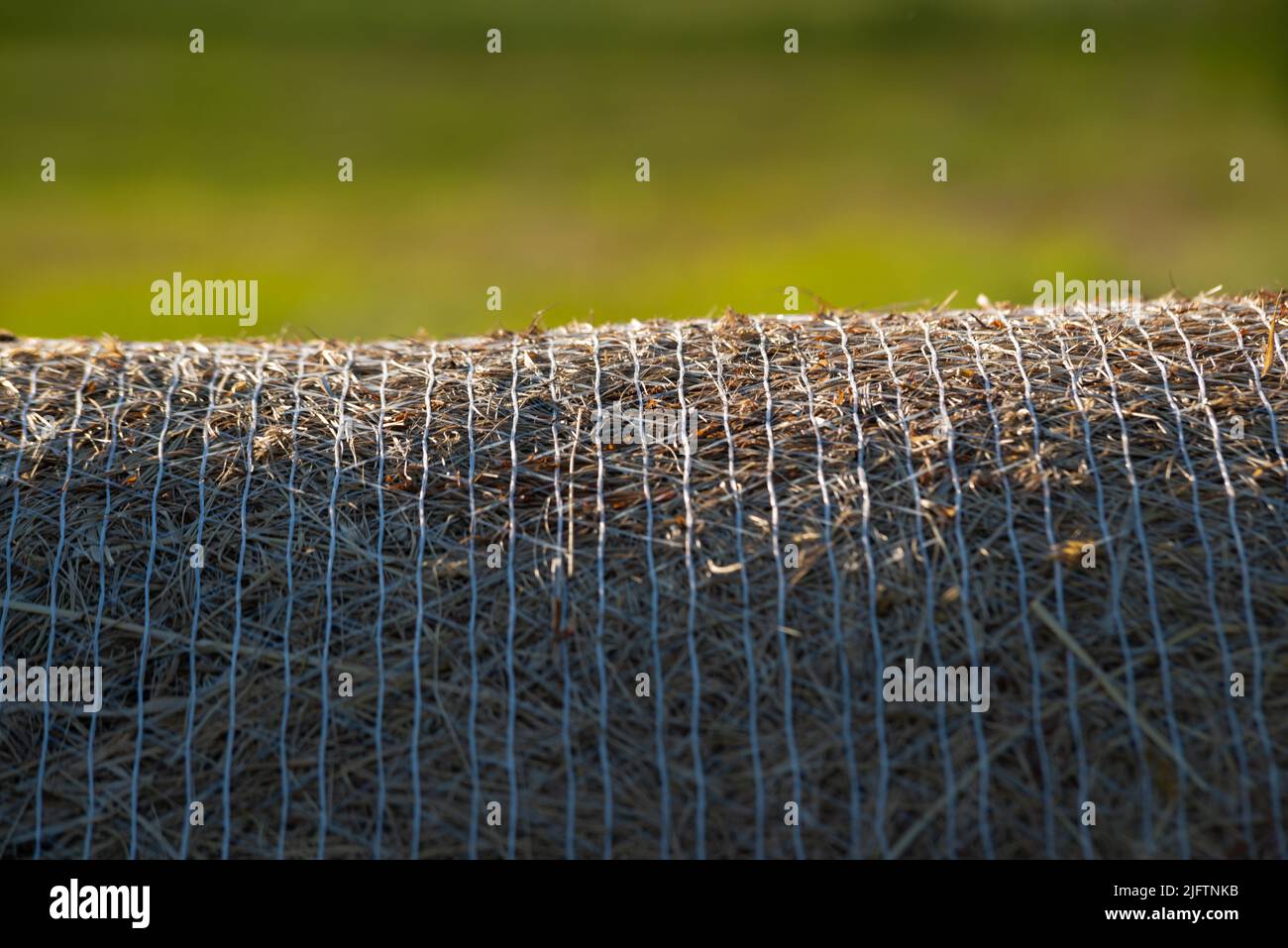 Texture of wheat straw. Close-up, front view. Dried hay on rolls in the ...