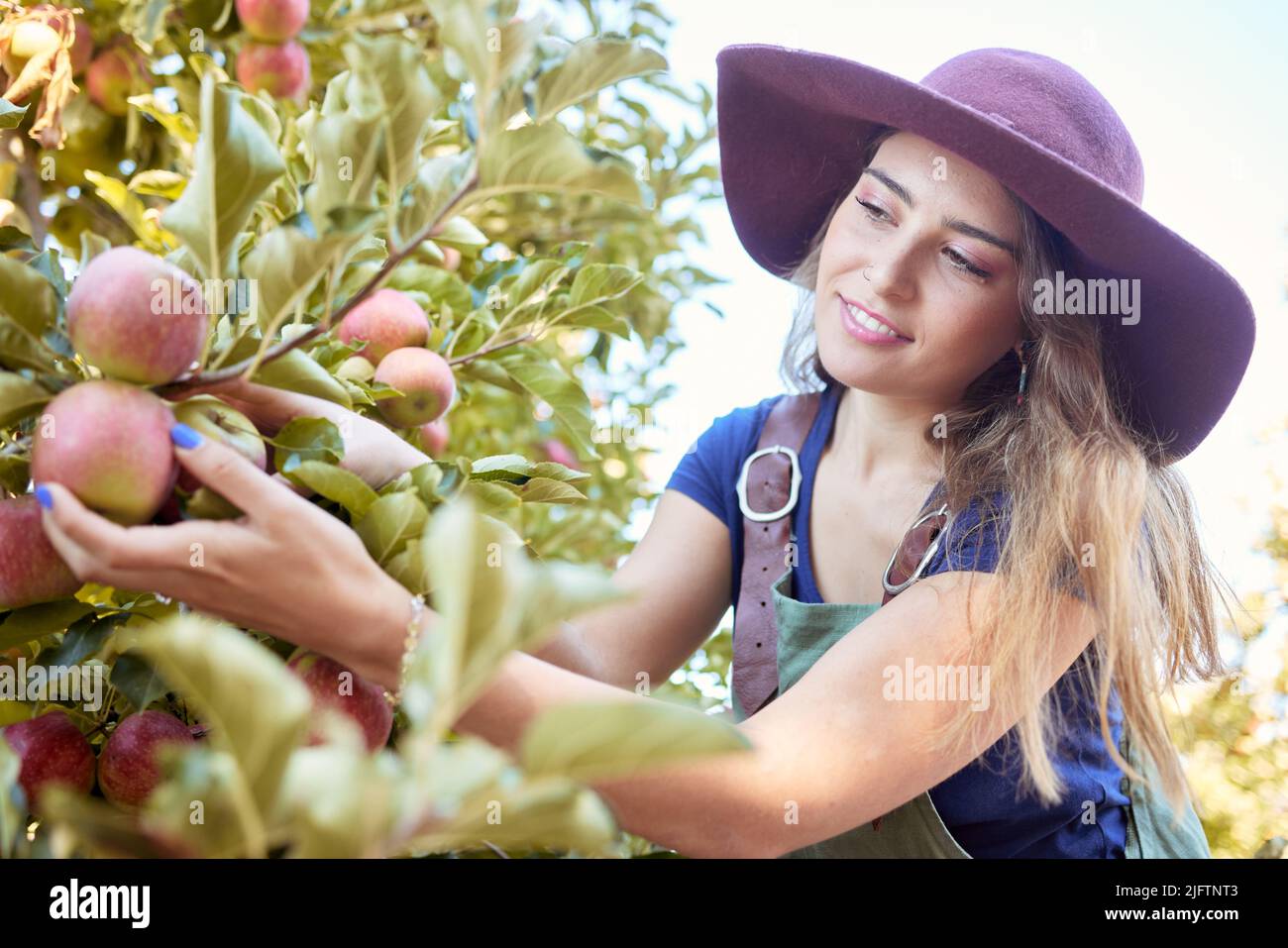 Young woman picking apples from a tree. Happy female farmer harvesting ...