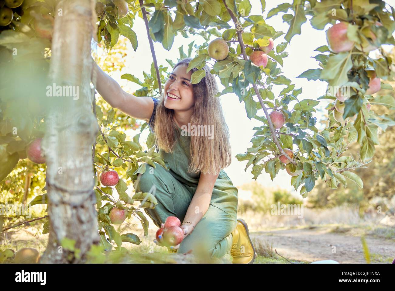 Young cheerful woman picking apples from a tree. Happy female grabbing ...